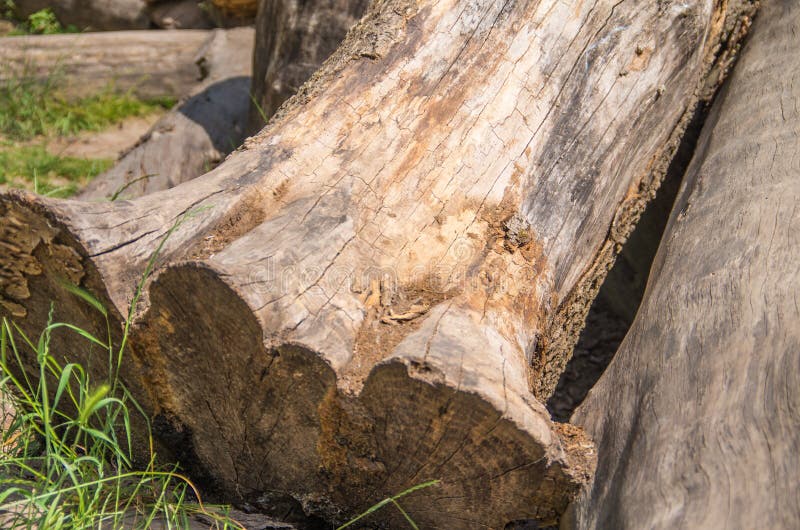 Stack stock photo. Image of nature, rustic, forestry - 55746080