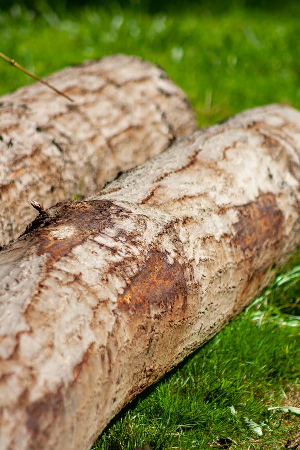 Stack of Wood. Tree Log in Forest. Cut Firewood Bark Closeup Stock ...