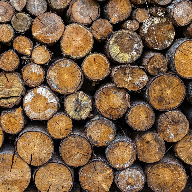 Stack Wooden Logs stock photo. Image of stack, green - 258464484