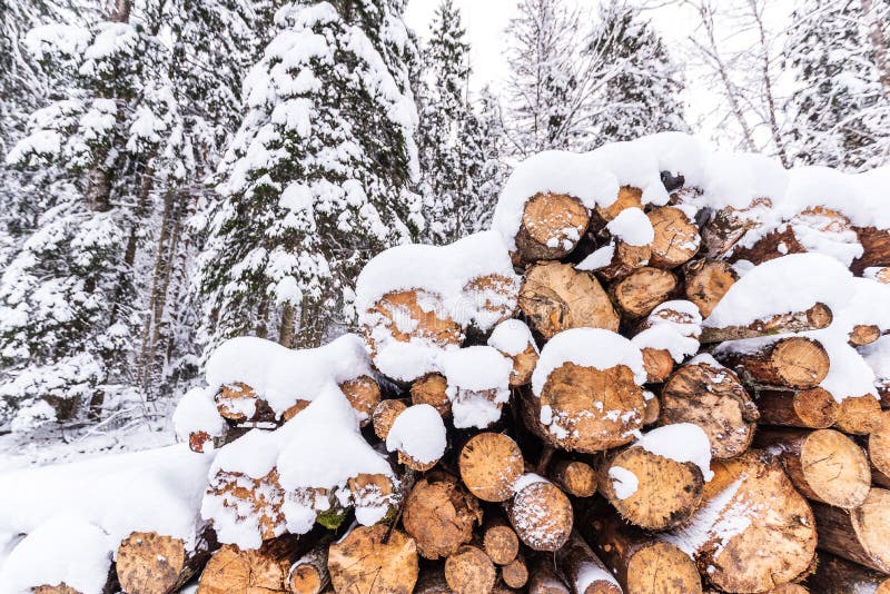 Stack of Wooden Logs in Winter Snow with Forest Background Stock Image ...