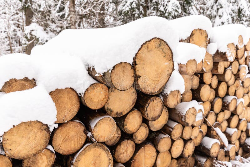 Stack of Wooden Logs in Winter Snow with Forest Background Stock Image ...