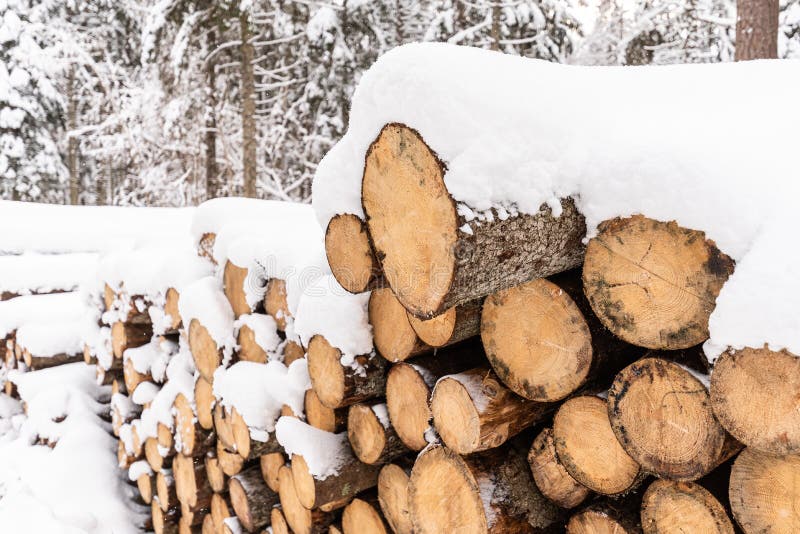 Stack of Wooden Logs in Winter Snow with Forest Background Stock Image ...