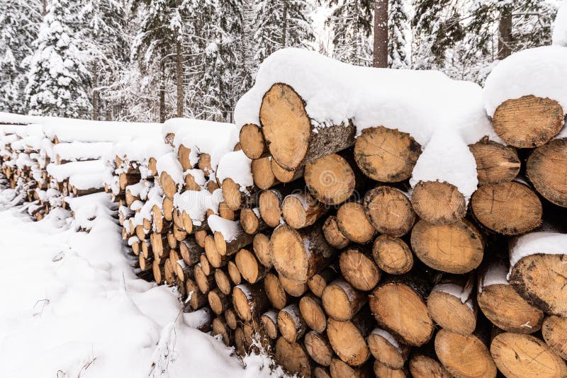 Stack of Wooden Logs in Winter Snow with Forest Background Stock Image ...