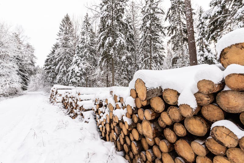 Stack of Wooden Logs in Winter Snow with Forest Background Stock Image ...