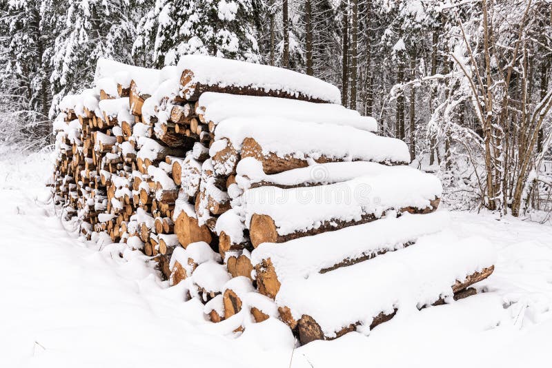 Stack of Wooden Logs in Winter Snow with Forest Background Stock Image ...