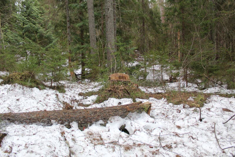 A Stack of Wooden Lumber in the Forest in Spring Stock Image - Image of ...