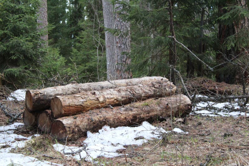 A Stack of Wooden Lumber in the Forest in Spring Stock Photo - Image of ...