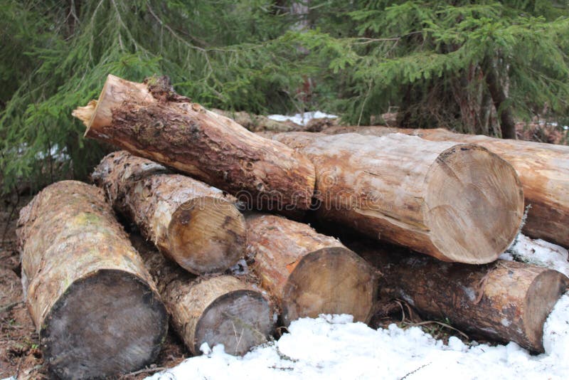 A Stack of Wooden Lumber in the Forest in Spring Stock Image - Image of ...