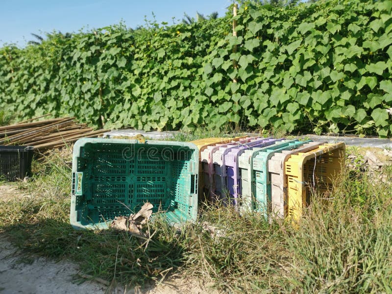 Stackable Farm Produce Crates Stock Photo - Image of serbia, shape ...