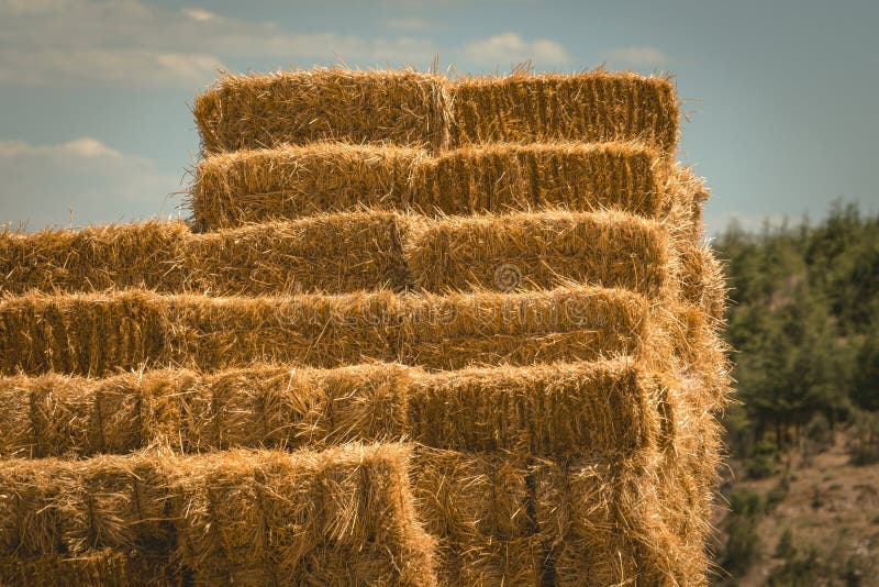 Stacked Bales of Straw. Yellow Hay Bale Stock Image - Image of maricopa ...