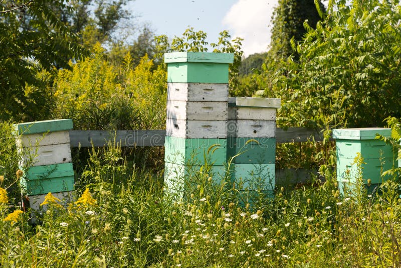 Stacked beehives stock photo. Image of animal, beehive - 35905924