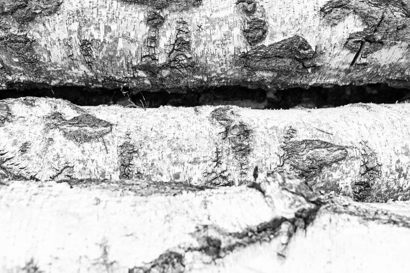 Stacked Birch Logs Displaying Texture and Color Variations in a Natural ...