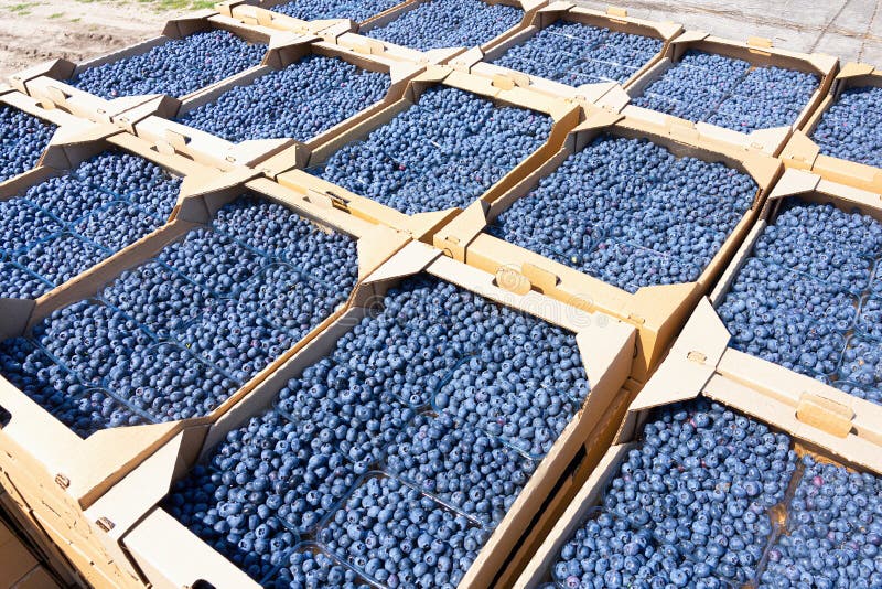 Stacked Boxes with Fresh Blueberries Stock Photo - Image of prevent ...