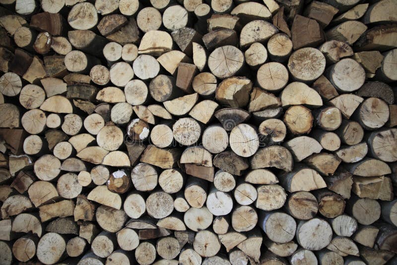 Chopped Firewood Stacked between Two Trees Stock Image - Image of wood ...