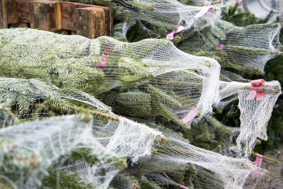 Stacked Christmas Trees in Nets Stock Image - Image of decorative ...
