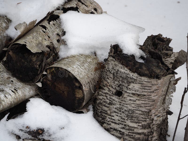 Stacked Cut Birch Tree Rotting in the Spring Snow Thaw Stock Image ...