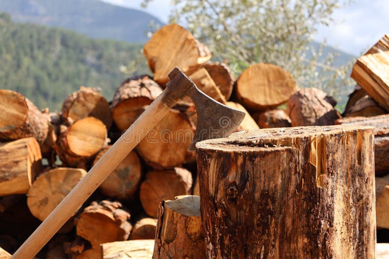 Stacked cut logs stock photo. Image of forester, chop - 374969172