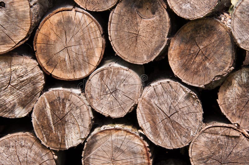 Stacked cut logs stock photo. Image of autumn, hardwood - 102836752