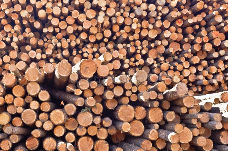 Stacked cut logs stock image. Image of woodpile, logstack - 65390071