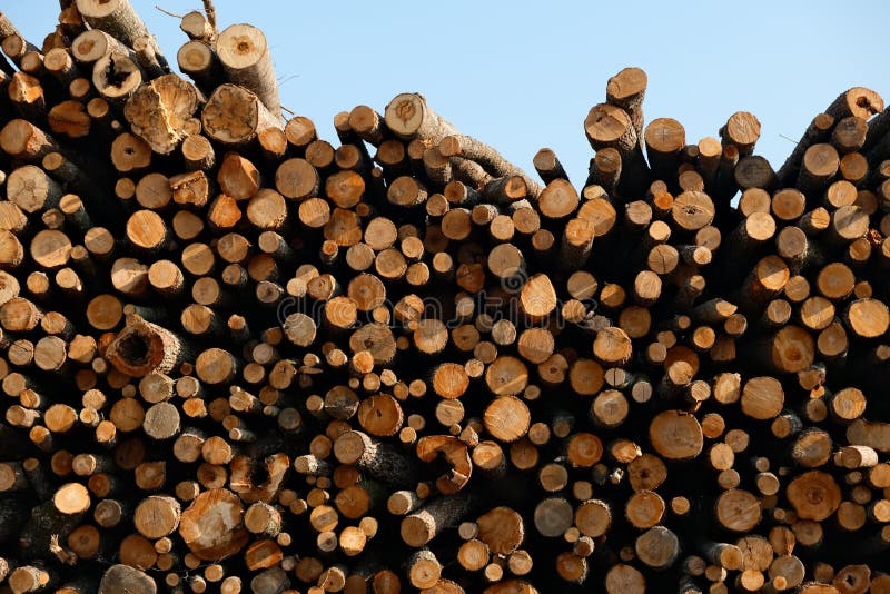 Stacked Cut Raw Timber Wood Logs Stock Image - Image of tree, texture ...