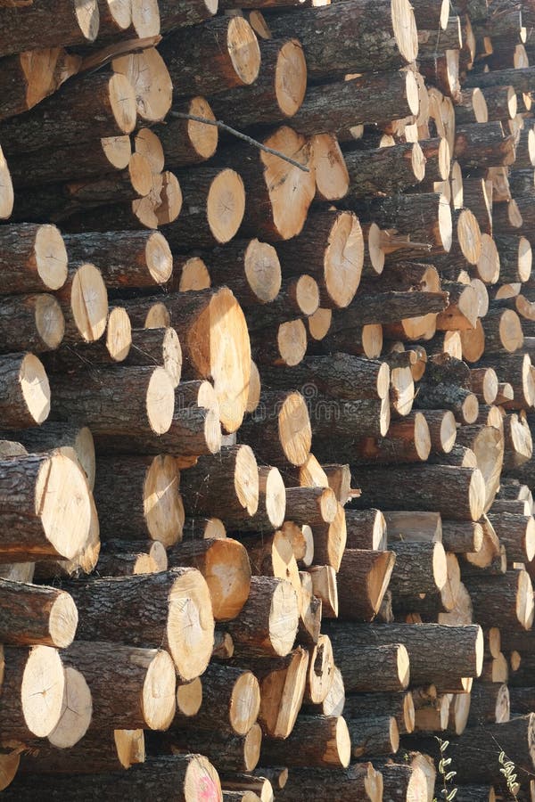 Stacked Cut Raw Timber Wood Logs Stock Image - Image of tree, texture ...