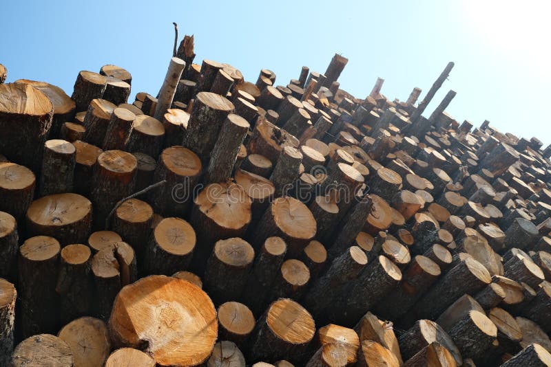 Stacked Cut Raw Timber Wood Logs Stock Image - Image of stacked, nature ...