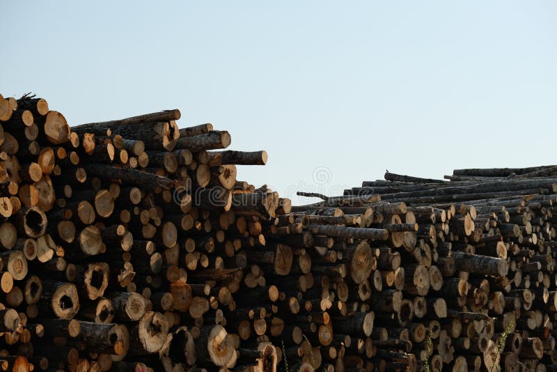 Stacked Cut Raw Timber Wood Logs Stock Image - Image of tree, texture ...