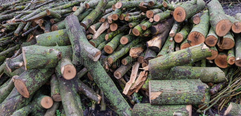 Stacked Cut Segments of Ash Trunk and Branches Various Thicknesses ...