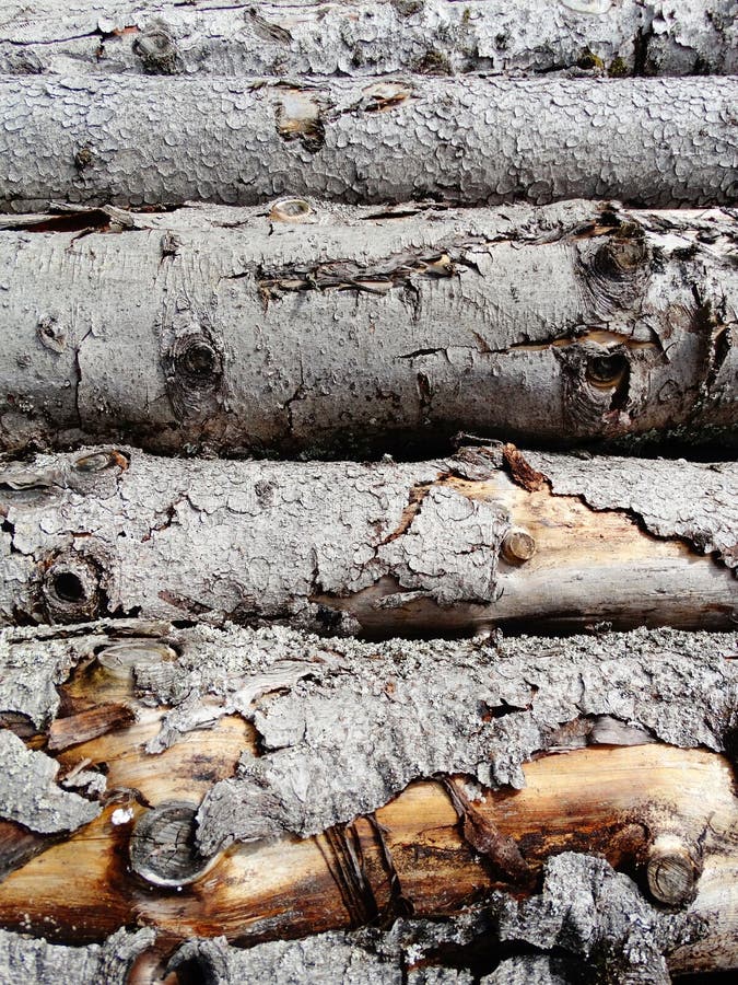 Stacked Cut Tree Log Texture Stock Photo - Image of forest, industrial ...
