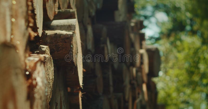 Stacked Cut Tree Trunks with Visible Textures and Blurred Forest ...