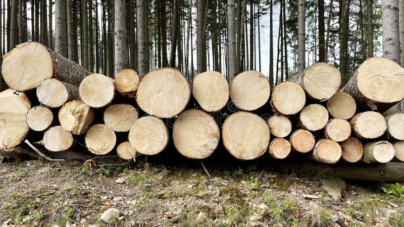 Stacked Felled Trees at a Forest Logging Site Stock Photo - Image of ...