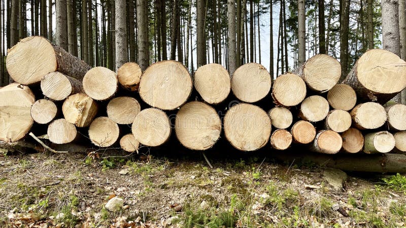Stacked Felled Trees at a Forest Logging Site Stock Image - Image of ...