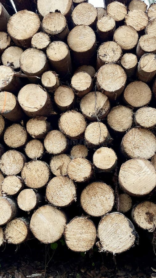 Stacked Felled Trees at a Forest Logging Site Stock Image - Image of ...