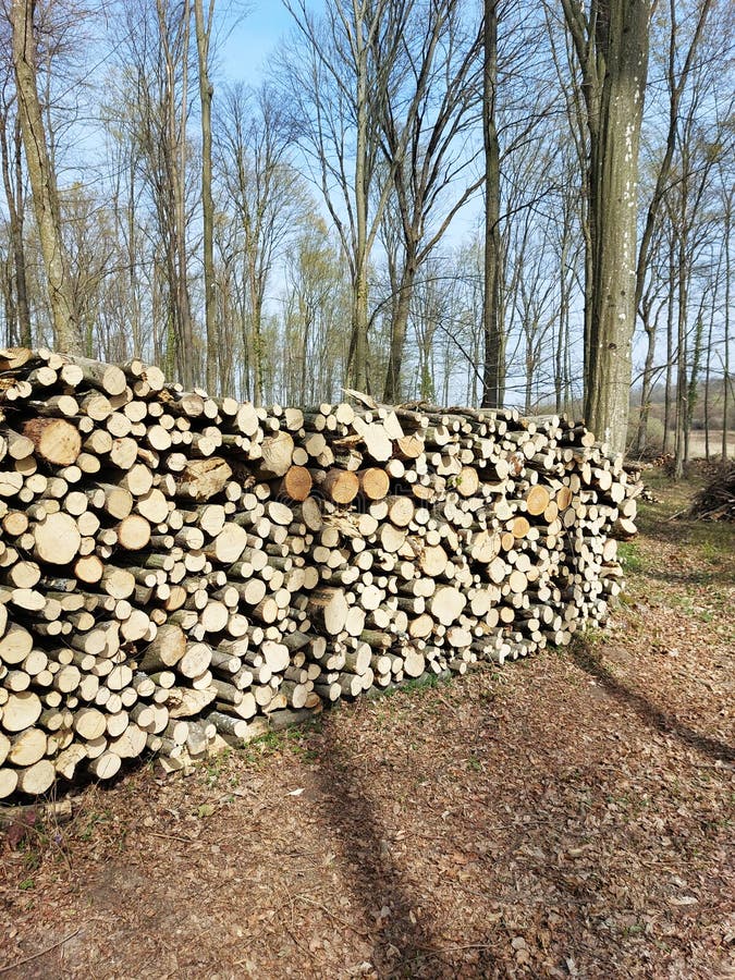 Stacked Firewood - Wood Cutted in Forest Stock Photo - Image of trunk ...