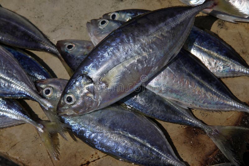Stacked Fish at Stone Town Fish Market Stock Image - Image of sale ...