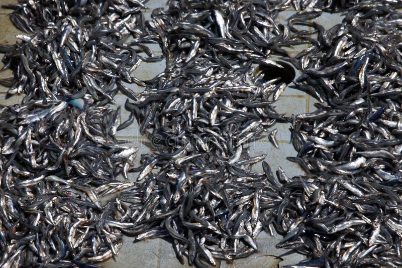 Stacked Fish at Stone Town Fish Market Stock Image - Image of tanzania ...