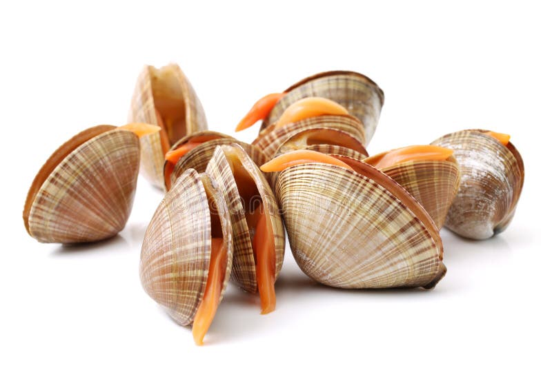 Stacked fresh raw clams stock photo. Image of healthy - 143567704