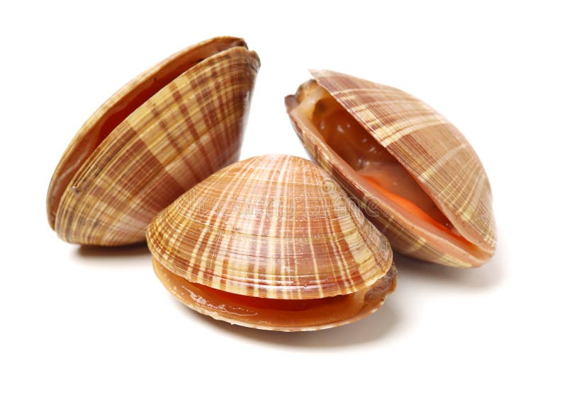 Raw Clams White Background Stock Photos - Download 1,698 Royalty Free ...