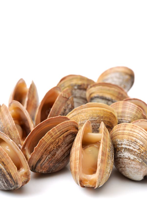 Stacked fresh raw clams stock photo. Image of nature - 143568000