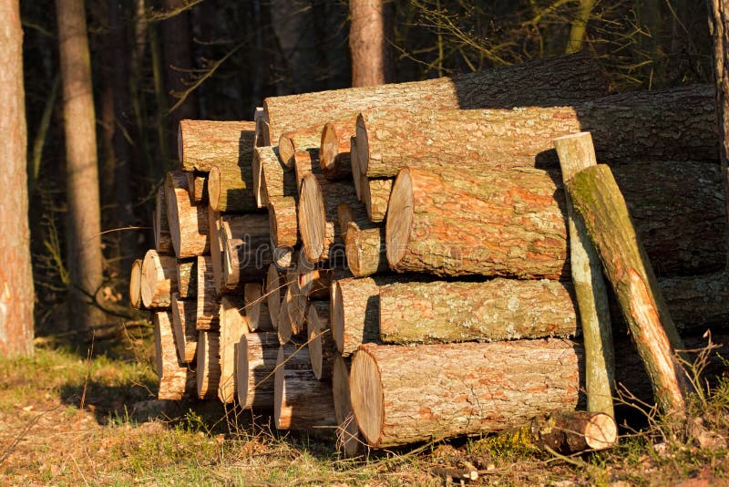 Chopped Tree in the Forest 1 Stock Photo - Image of wooden, pine: 109986742