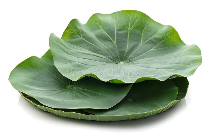 Stacked Green Lotus Leaves Fresh Botanical Pattern on White Backdrop ...
