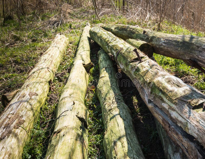 Rusty Bolt and Weathered Trunks Stock Photo - Image of iron, natural ...