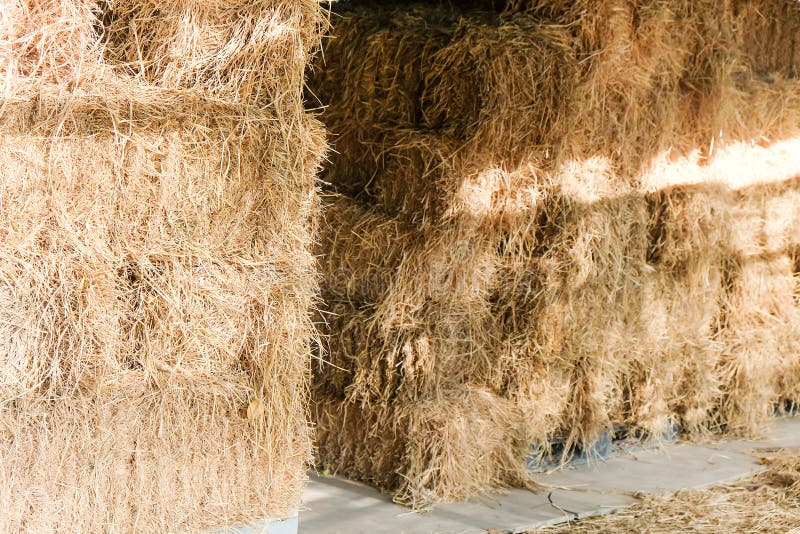 Straw in Farm stock image. Image of farmer, brown, mammal - 23000845