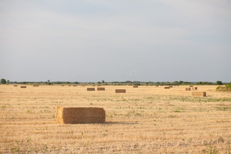 Stacked hay on field stock image. Image of field, light - 28404231