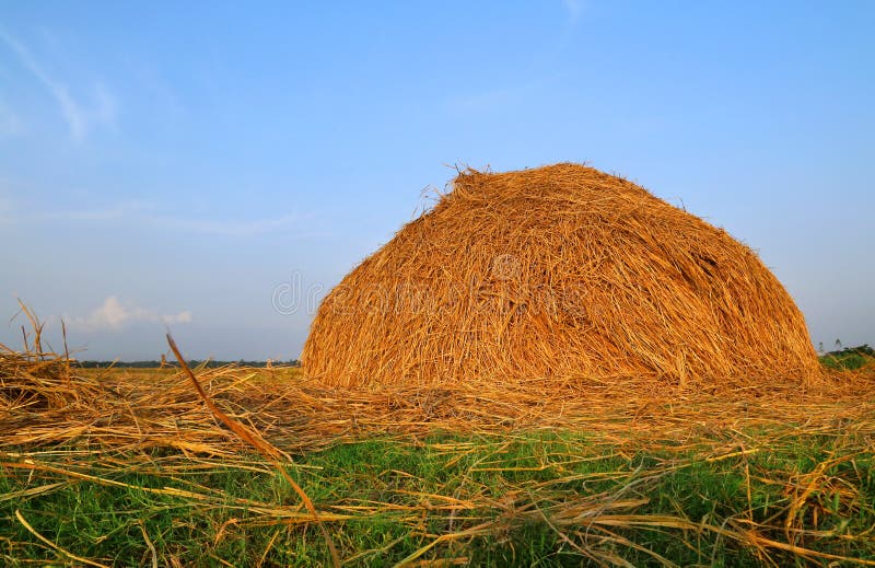 Stacked hay stock image. Image of paddy, straw, food - 55289361