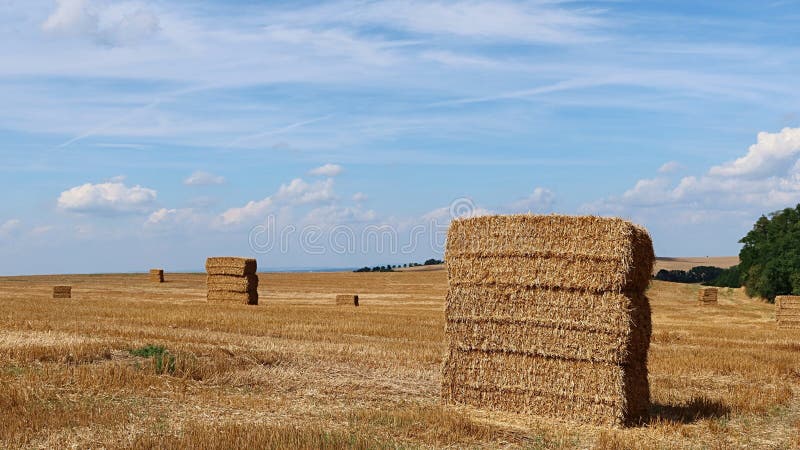 Stacked Large Rectangular Hay Bales Placed on Field after Harvest, Blue ...