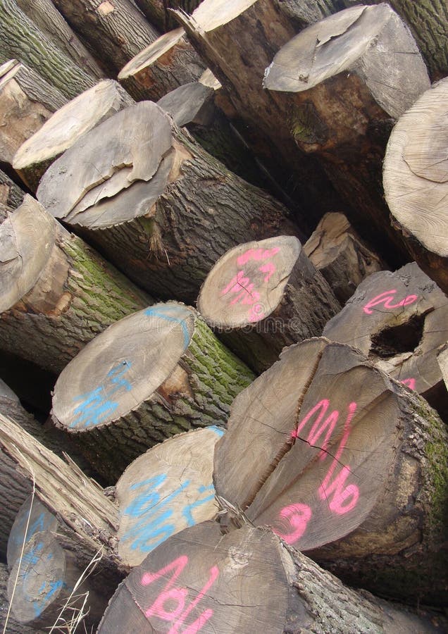 Stacked Log Cut Tagged with Spray-paint Stock Photo - Image of ...