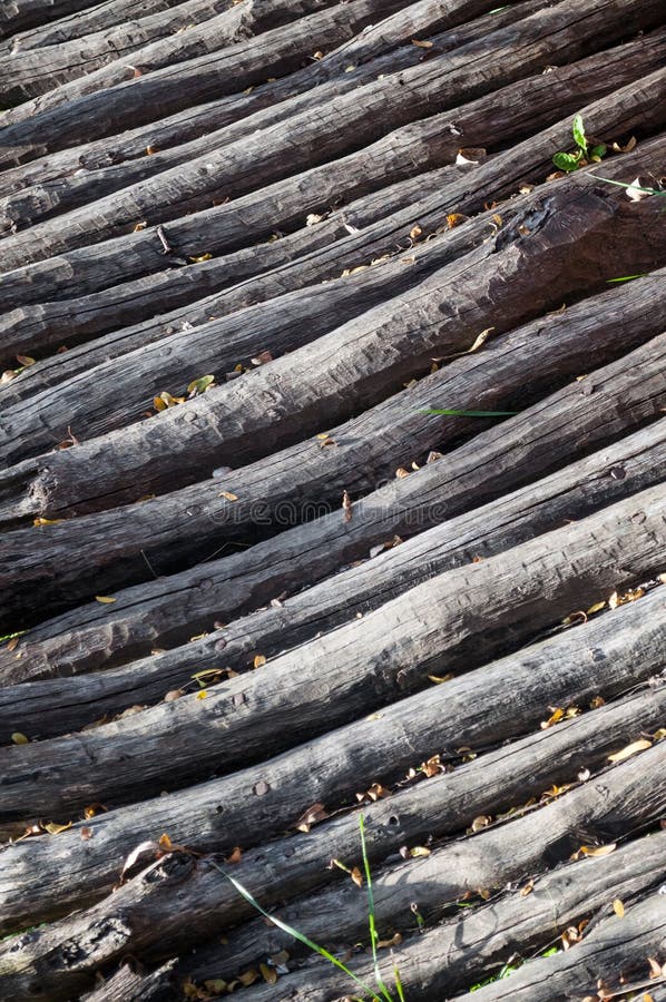 Stacked Log Cut Trees - Vertical View Stock Photo - Image of ...