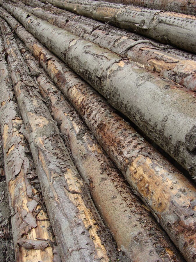 Stacked log long cut trees stock image. Image of lumber - 25404399
