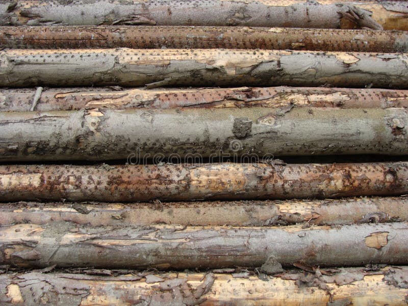 Stacked log long cut trees stock image. Image of detail - 25404413